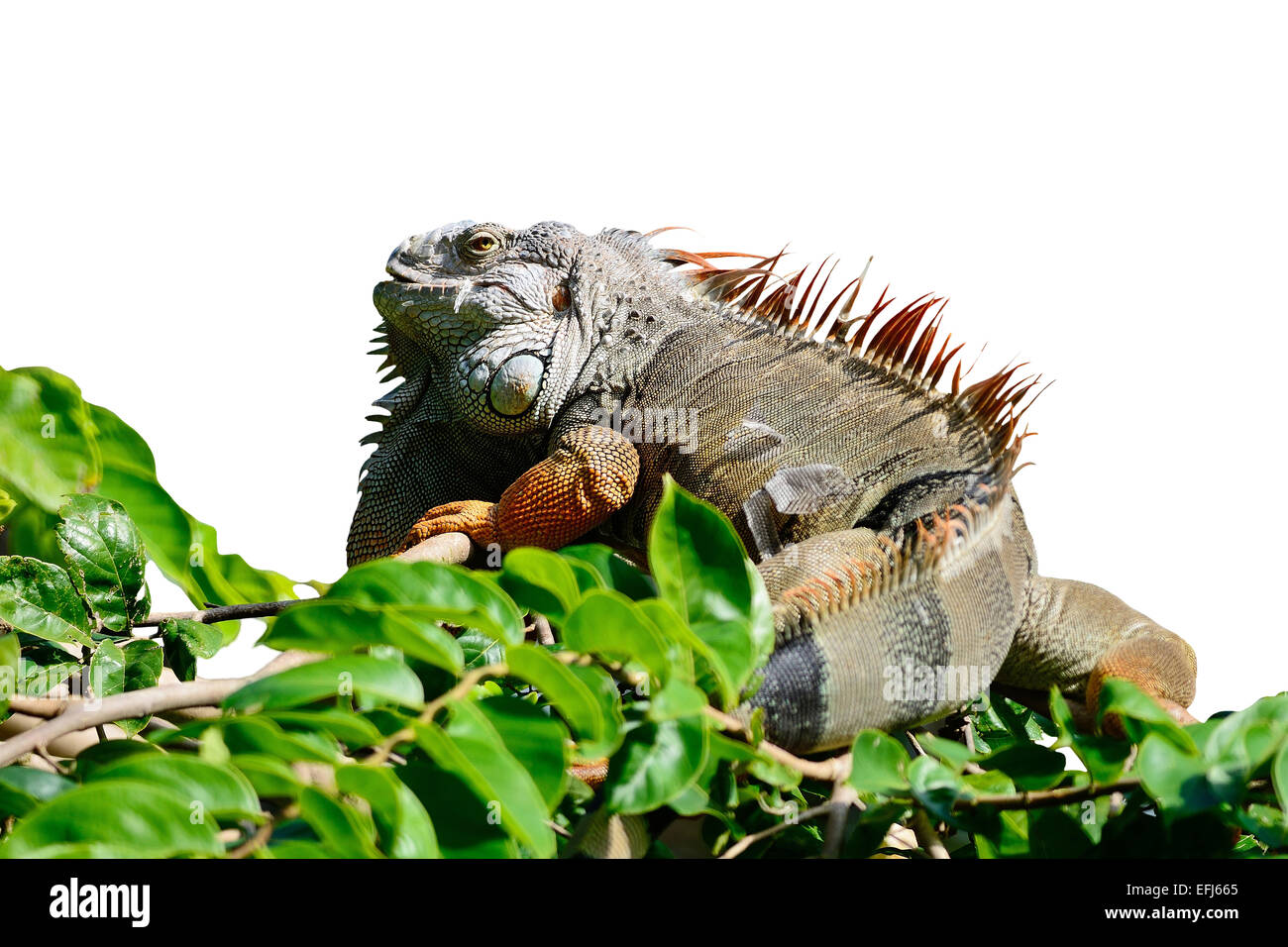 Male Green Iguana (Iguana iguana), standing on tree branch, isolated on ...