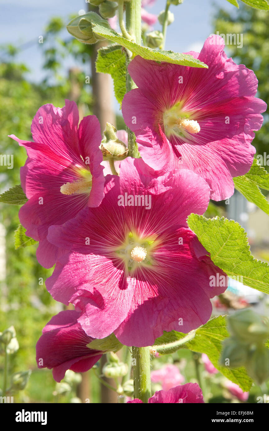Red Hollyhock (Malva Stock Photo - Alamy