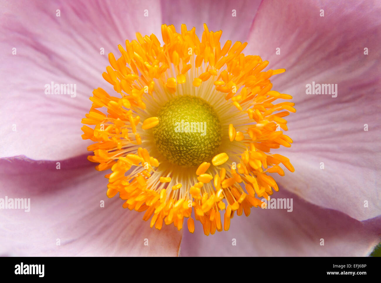 Japanese Anemone (Anemone sp Stock Photo - Alamy