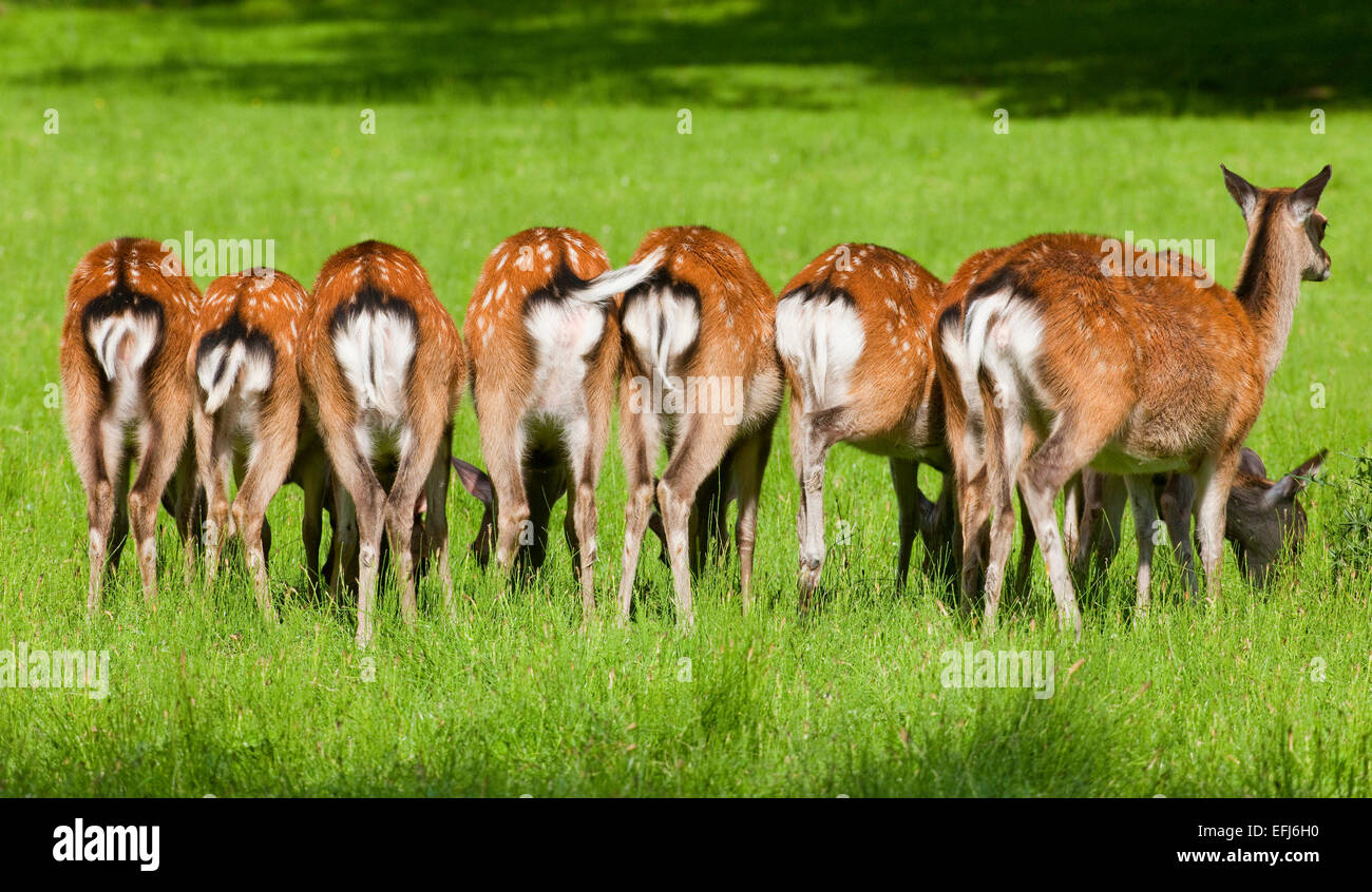 Row deer hi-res stock photography and images - Alamy
