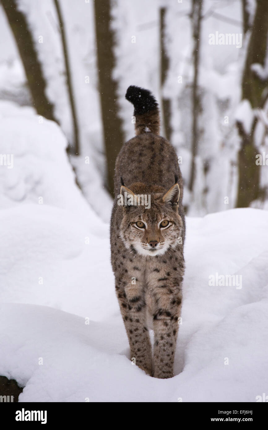 Northern Lynx (Lynx lynx) walking through snow, Wildfreigehege ...
