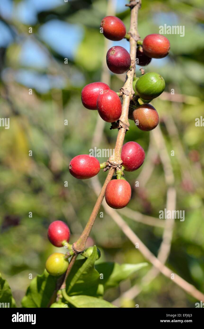 Veracruz coffee hi-res stock photography and images - Alamy