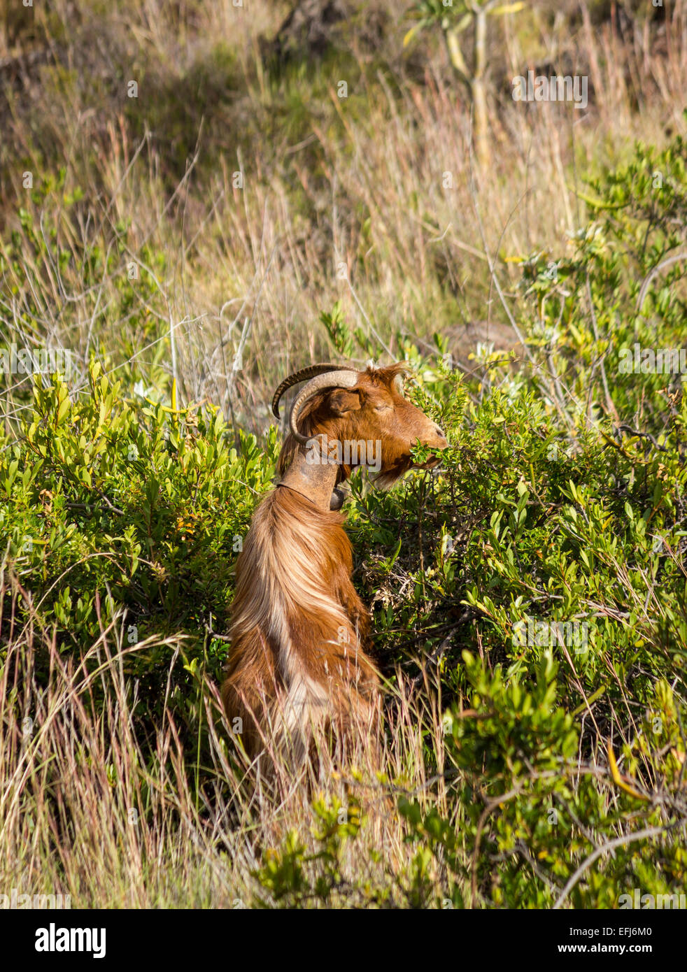 Goat (Capra) feeding on leaves, tall grass, La Palma, Canary Islands ...