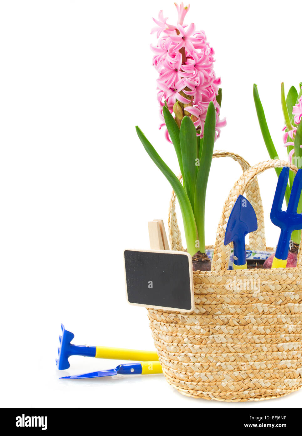 Gardening tools with pink hyacinth and tulips Stock Photo - Alamy