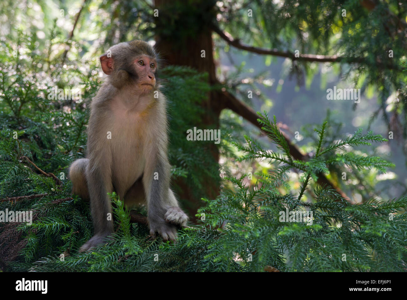 Wulingyuan national park hi-res stock photography and images - Alamy