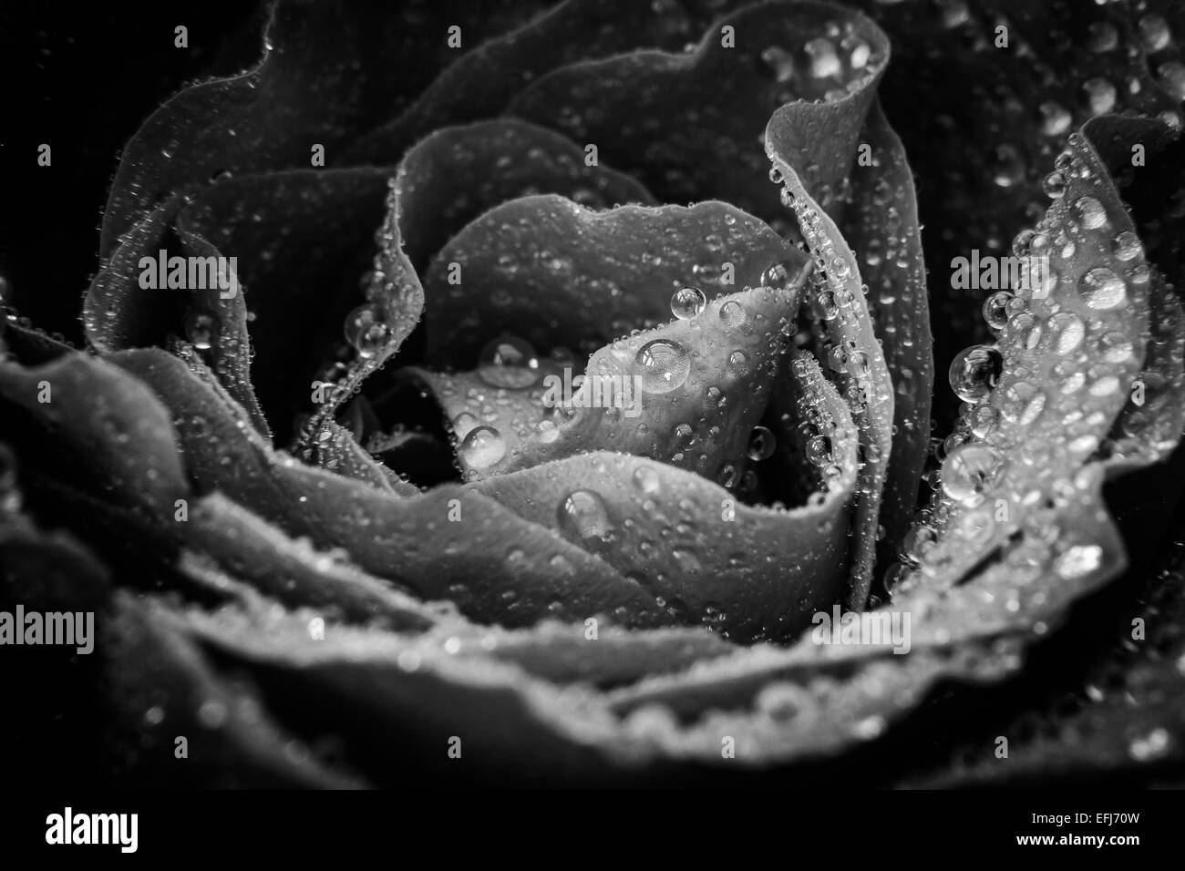 Water droplets on a rose Stock Photo - Alamy