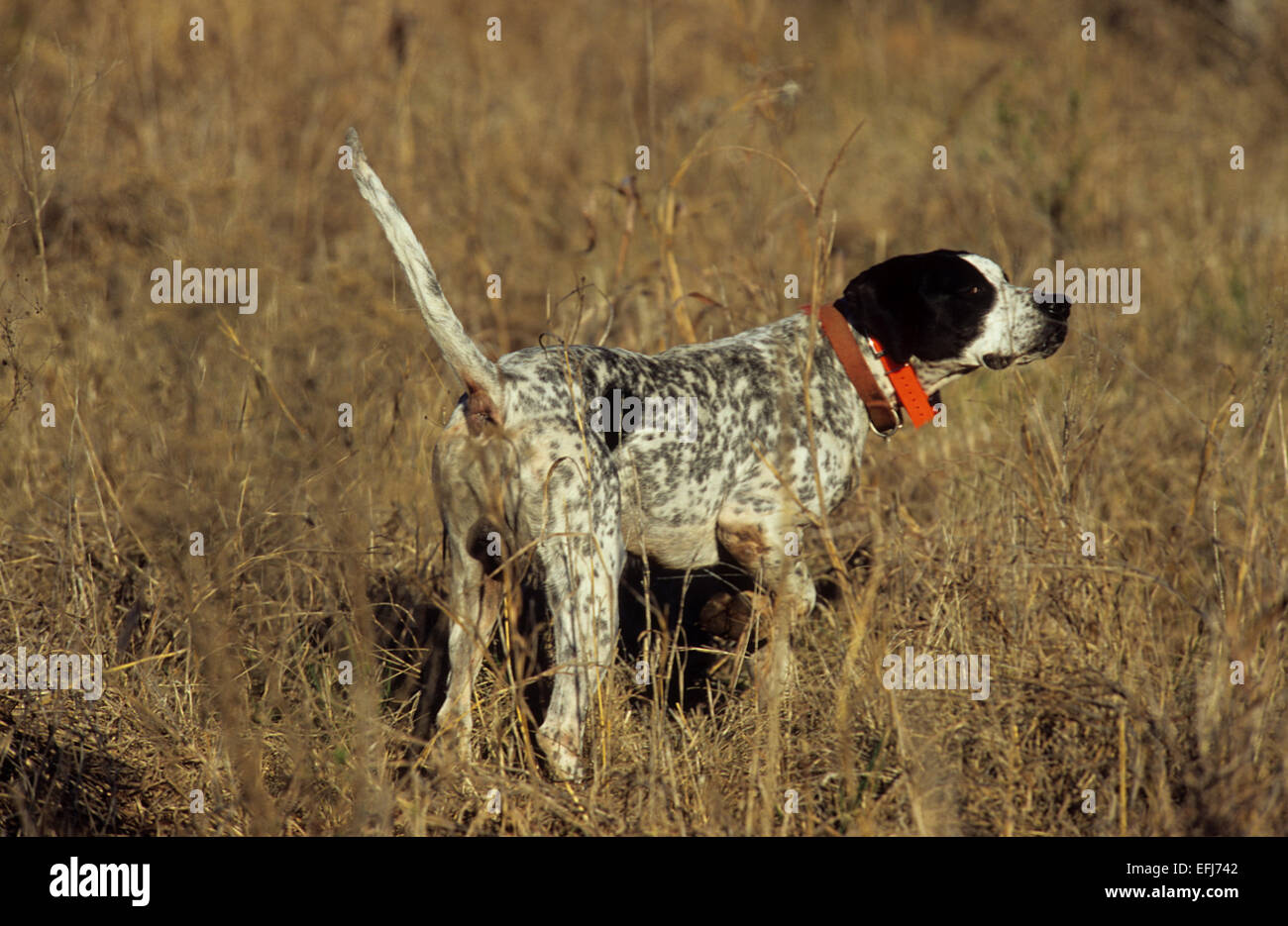 English hunting dog on point hi-res stock photography and images - Alamy
