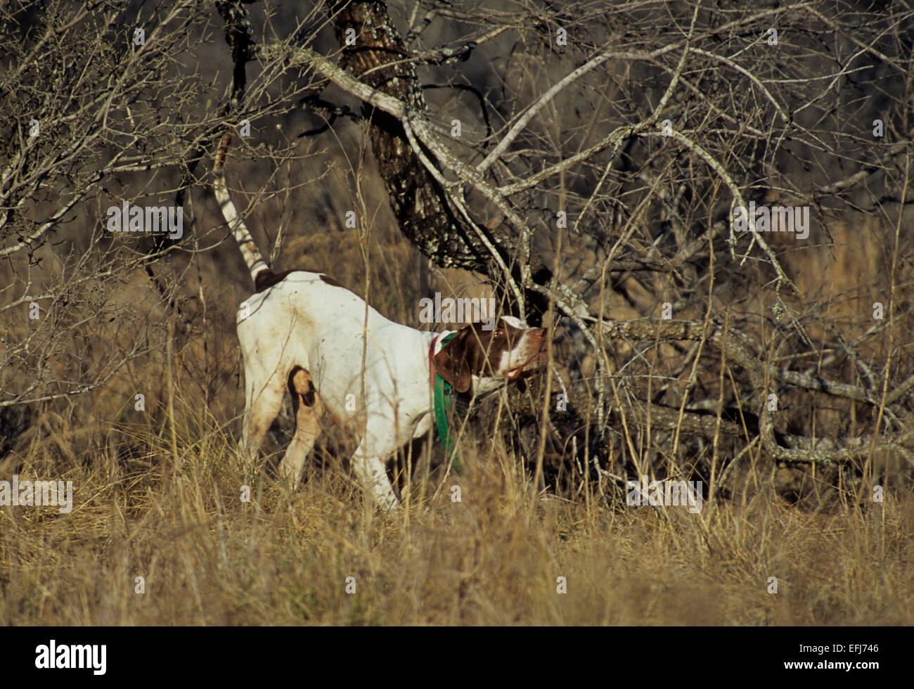 English pointer hunting dog pointing a covey of quail on a hunt in West ...