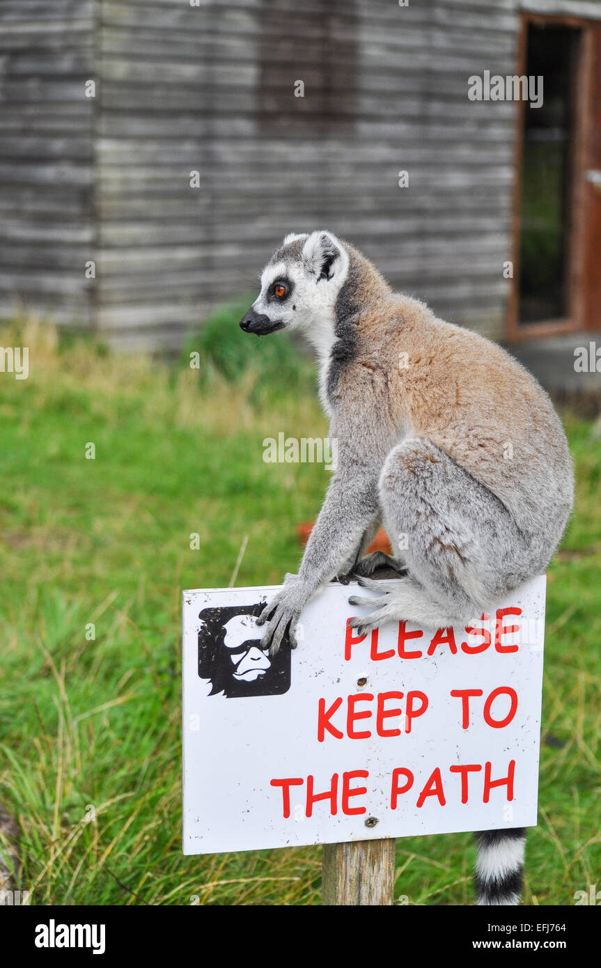 Ringtail lemur on a sign Stock Photo - Alamy