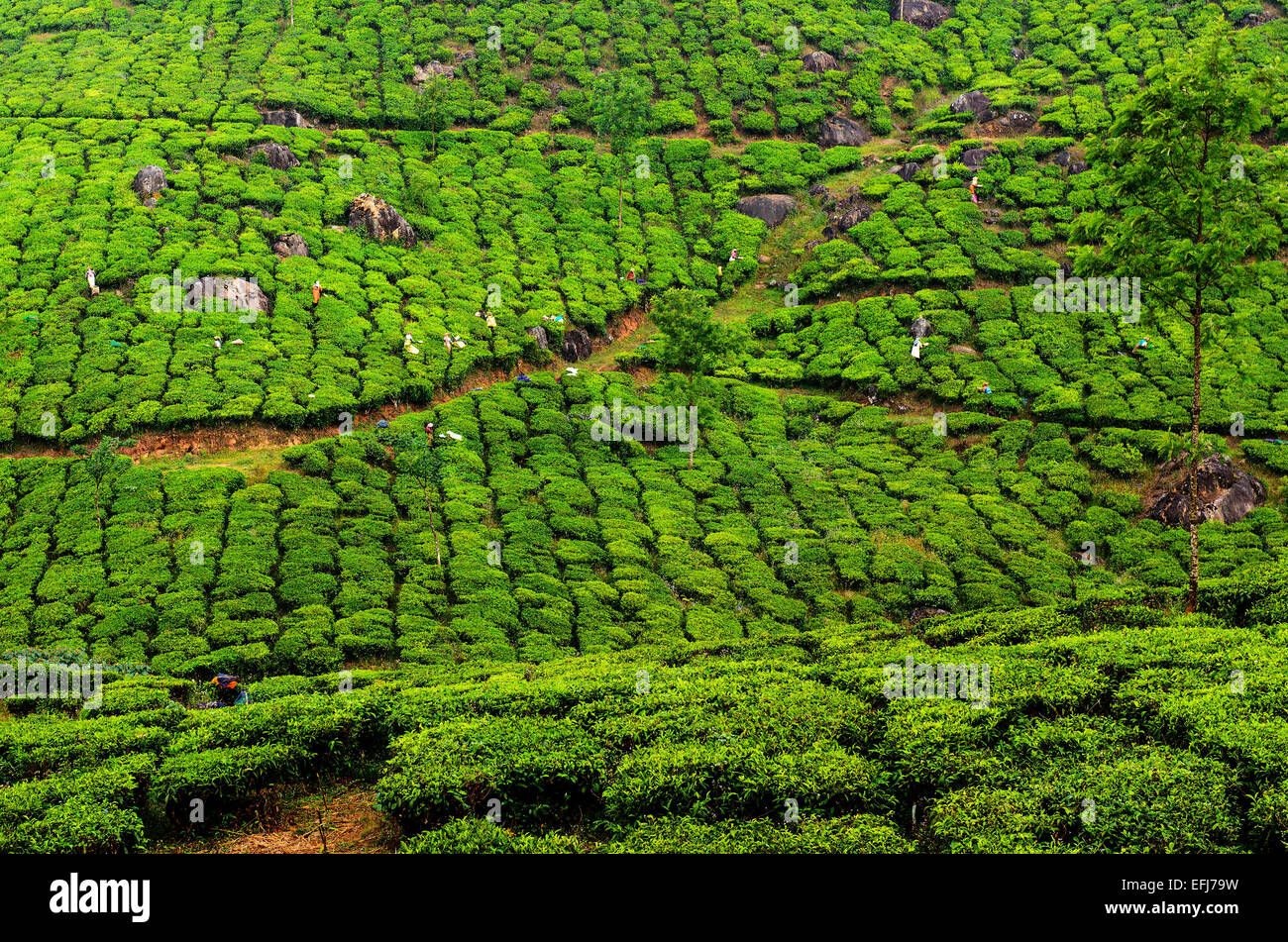 Green tea of india hi-res stock photography and images - Alamy