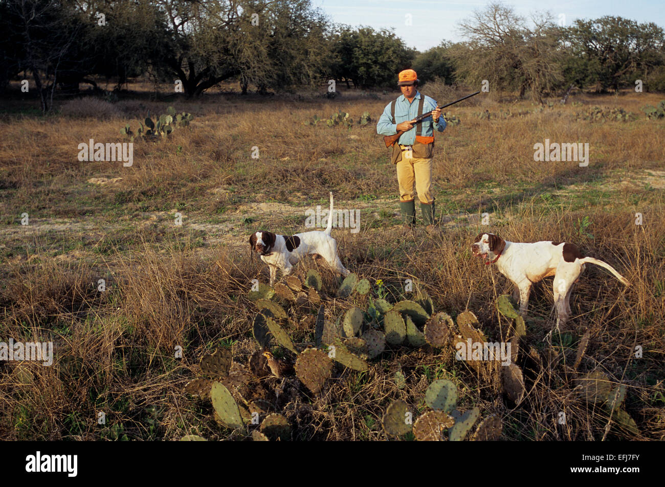 Texas quail hunter approaches two English Pointer dogs pointing a covey ...