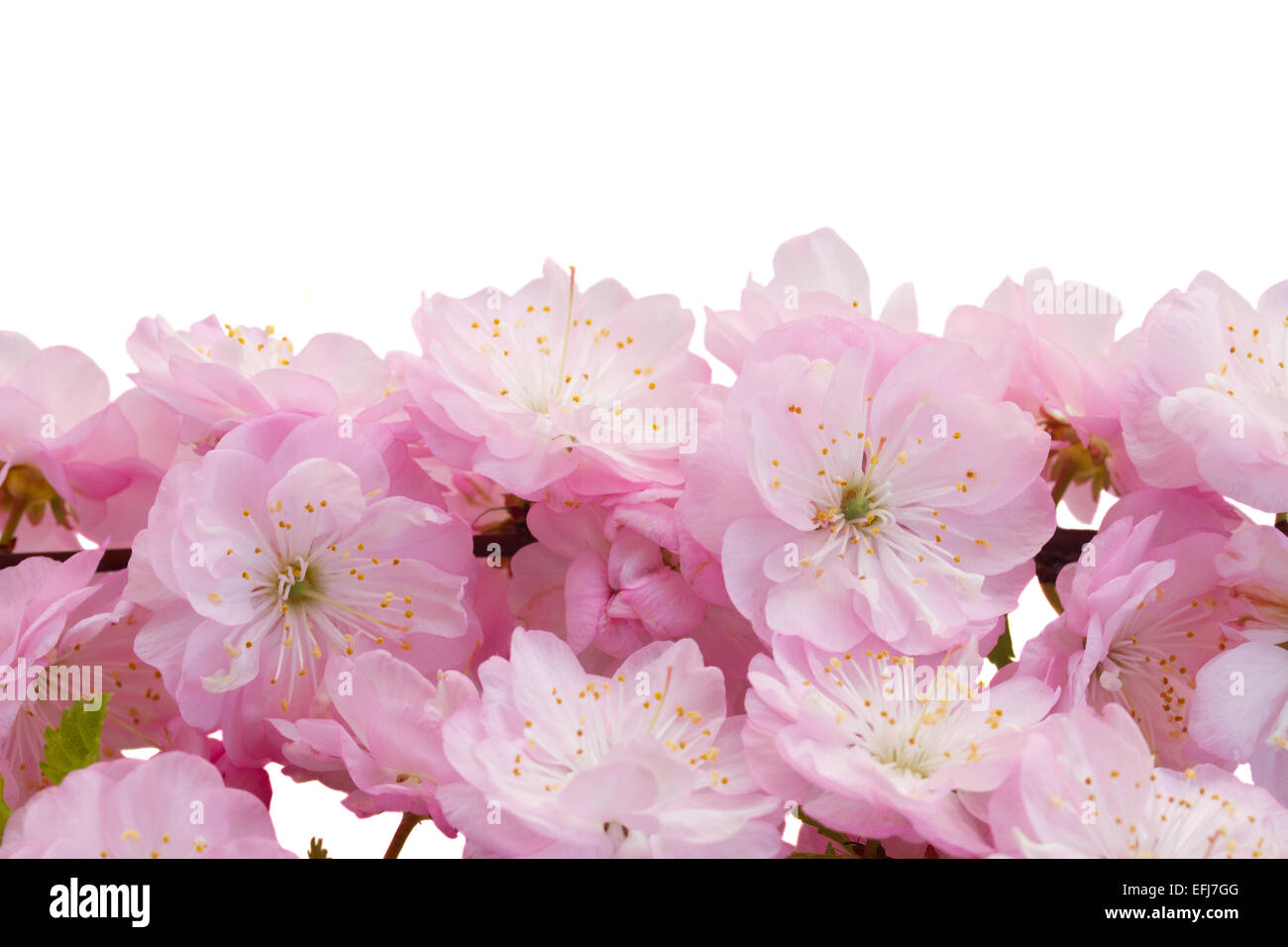 Blossoming pink tree Flowers Stock Photo - Alamy