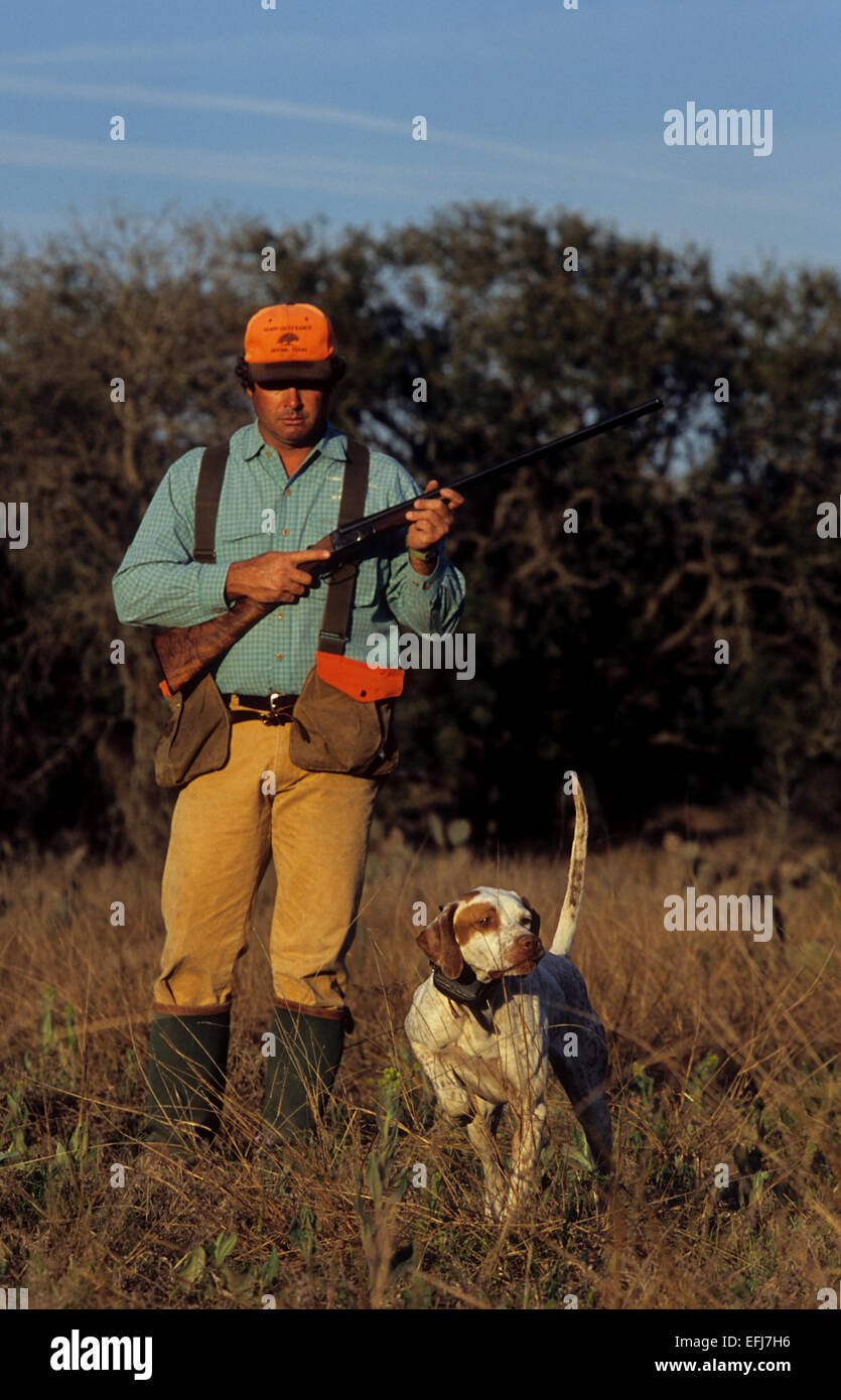 Texas quail hunter approaches an English Pointer dog pointing a covey ...