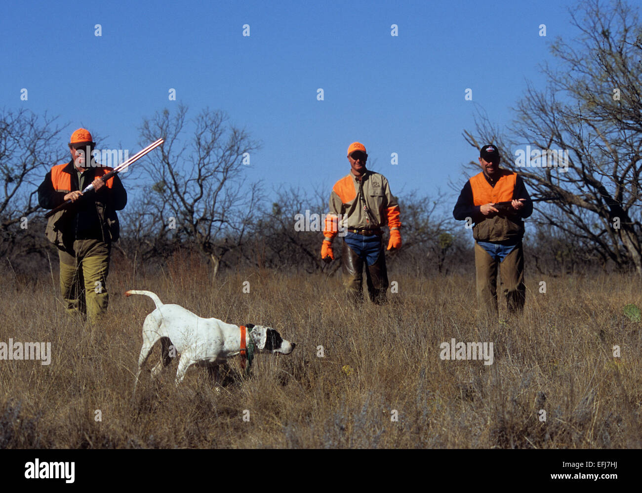 Texas quail hunters approach an English Pointer dog pointing a covey of ...