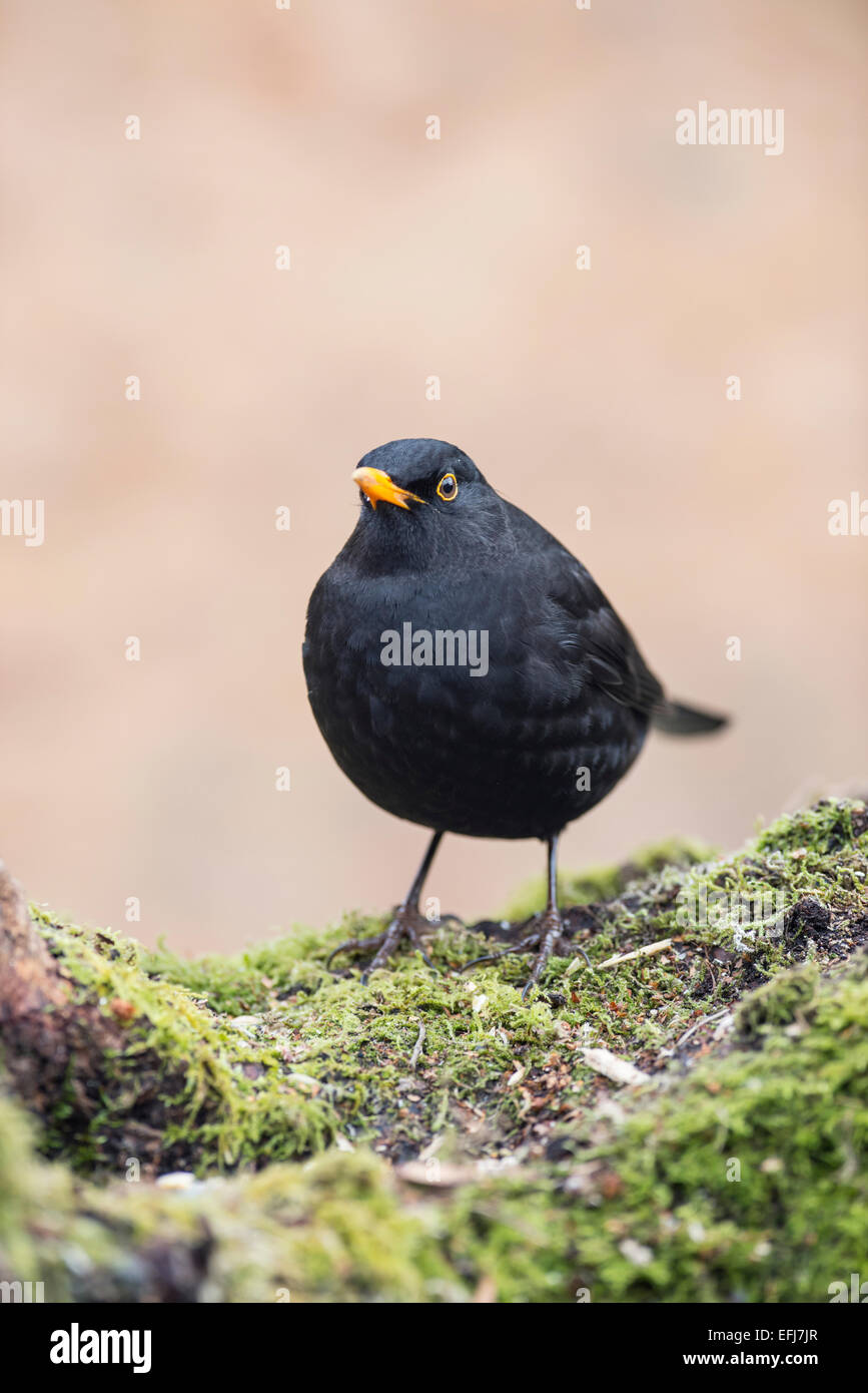 Blackbird (Turdus merula). Male, perched on a log in a Hampshire garden ...