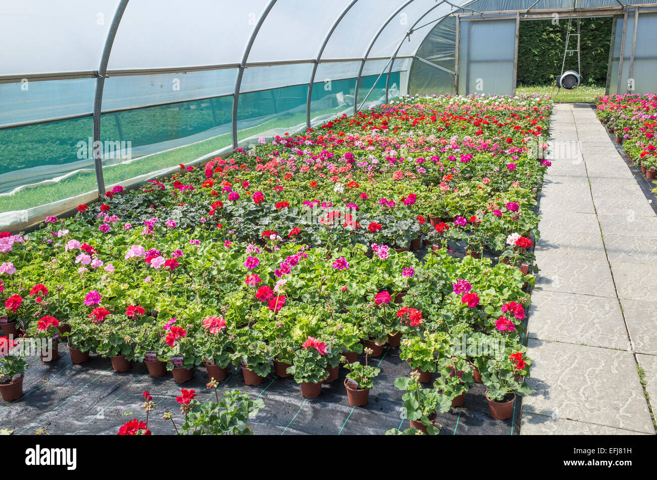 Young Geranium Plants for Sale in Polytunnel of UK Garden Center Stock ...