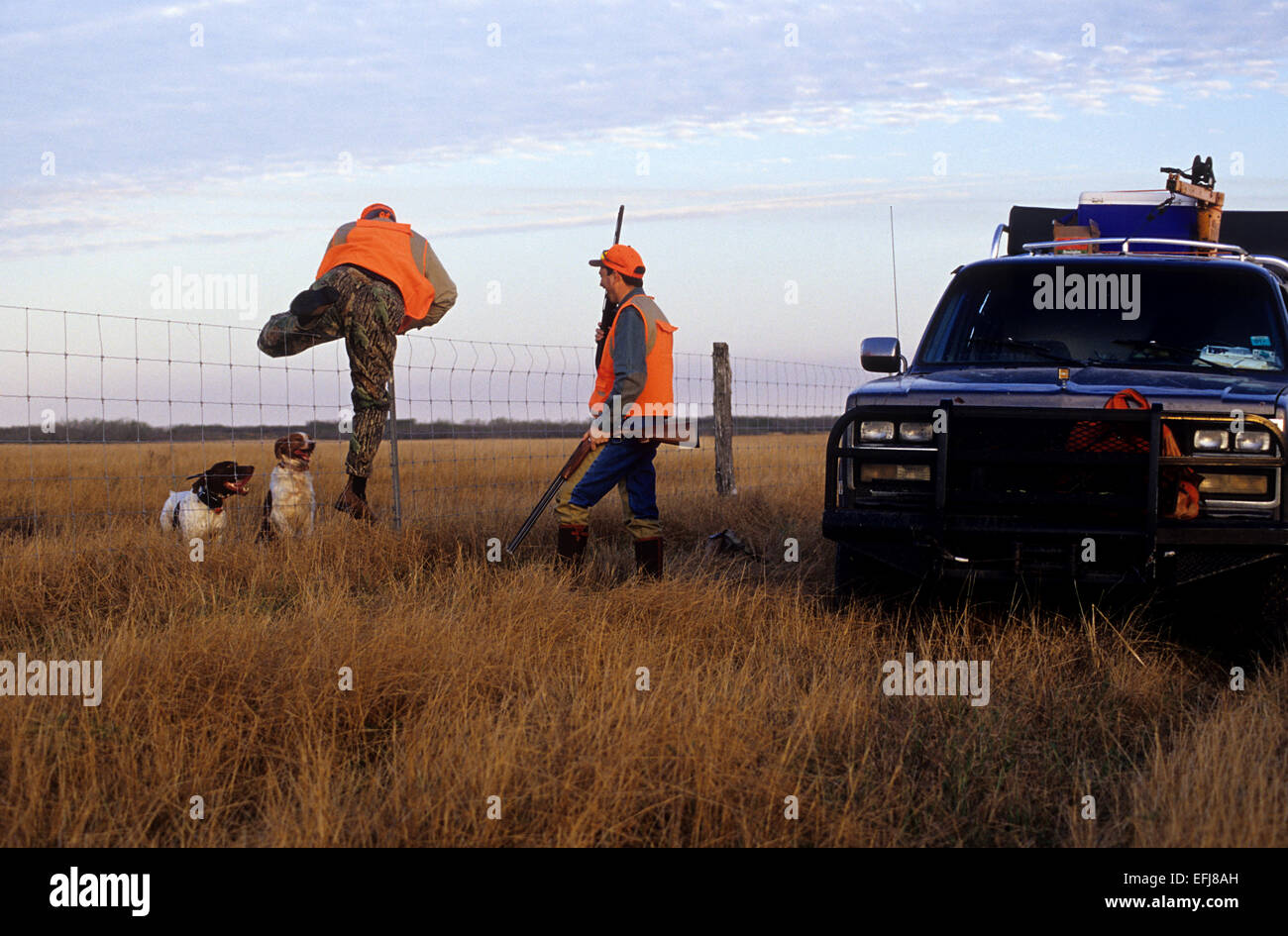 Hunters demonstrating how to safely cross a fence with guns while quail ...
