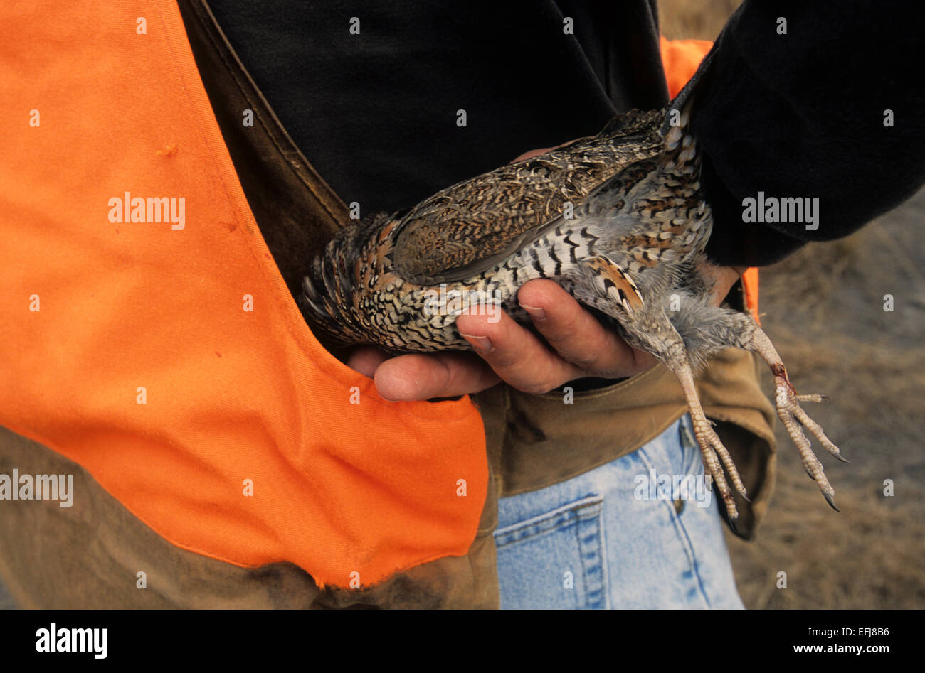 A Texas quail hunter holding Bobwhite quail (Colinus virginianus) while ...