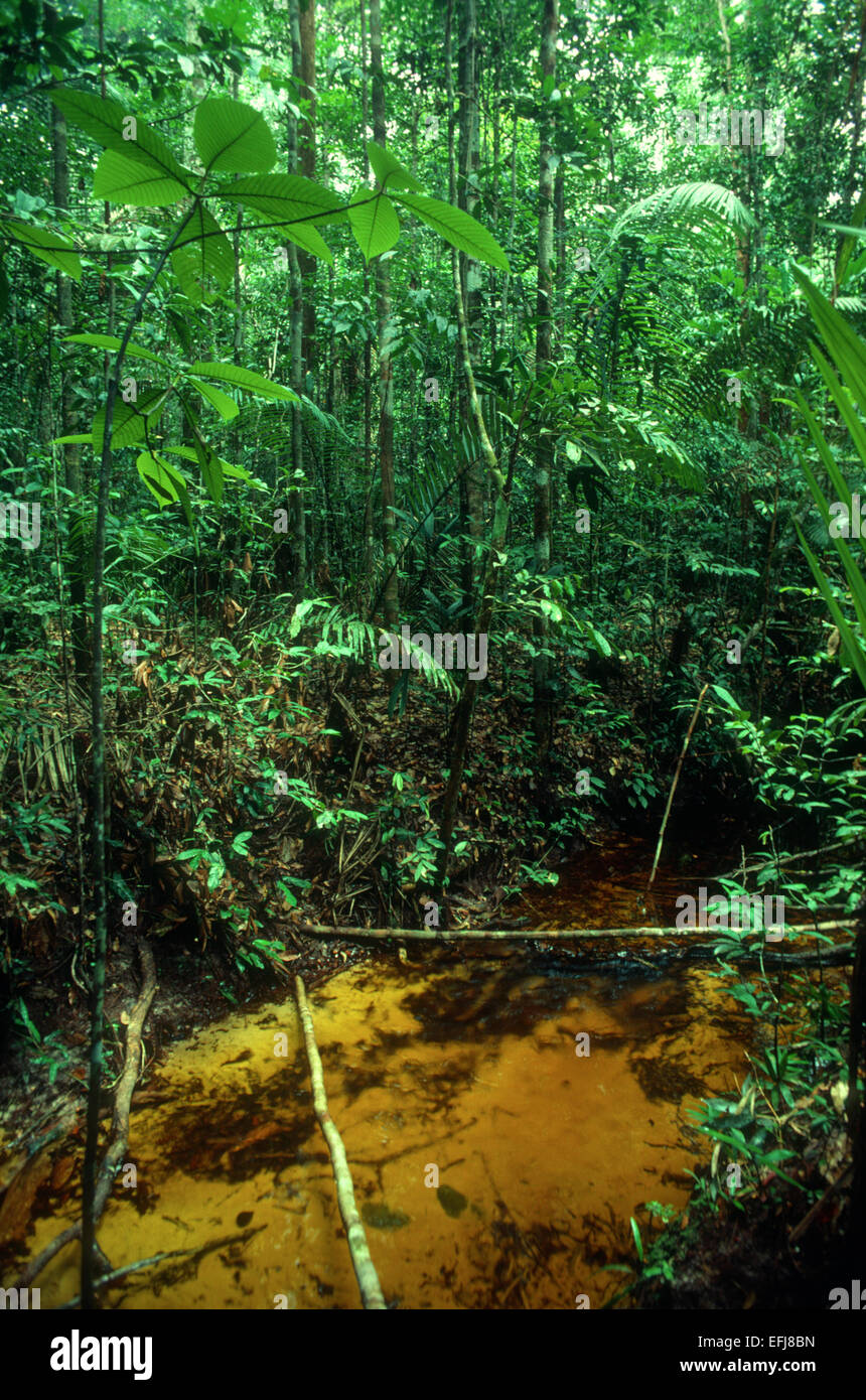 Rainforest, Amazonas, Brazil Stock Photo - Alamy