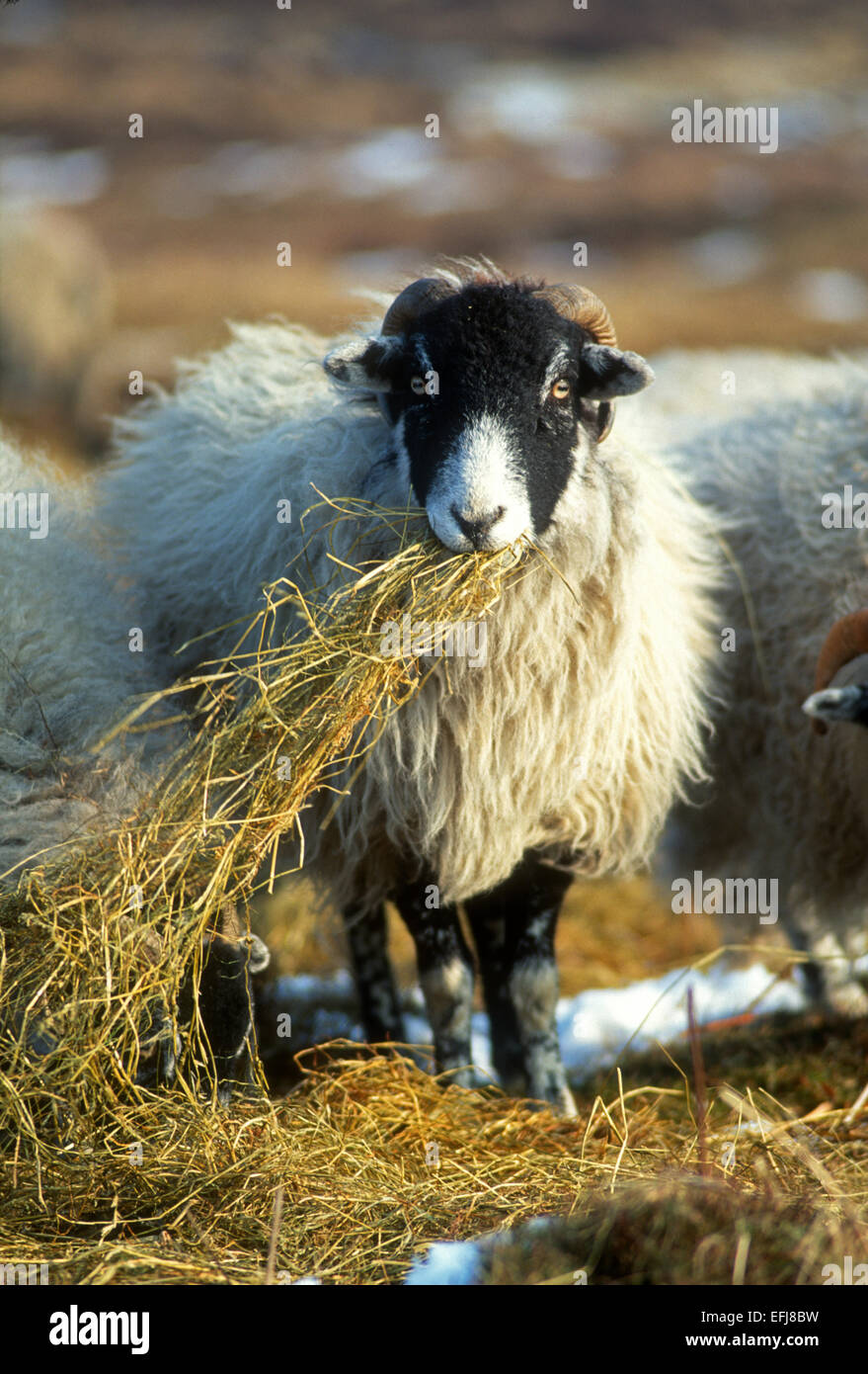 A ram eating hay, UK Stock Photo - Alamy