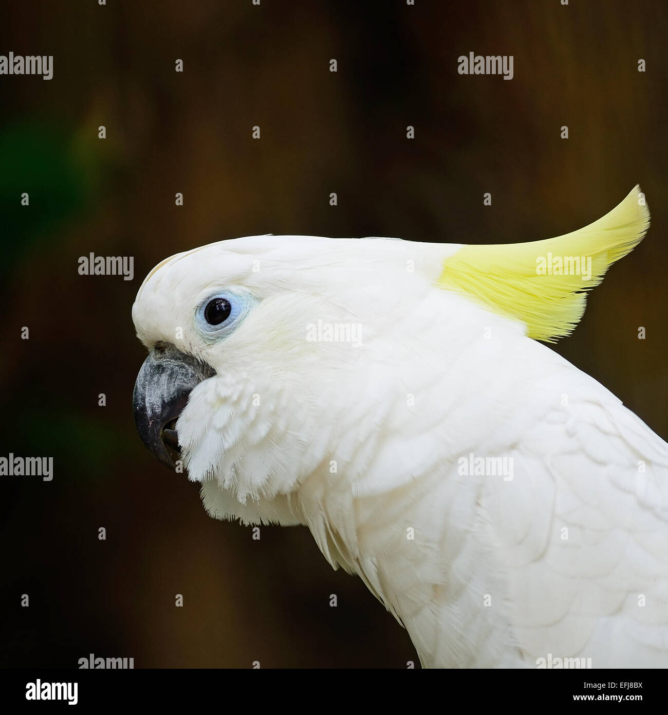 White cockatoo profile hi-res stock photography and images - Alamy
