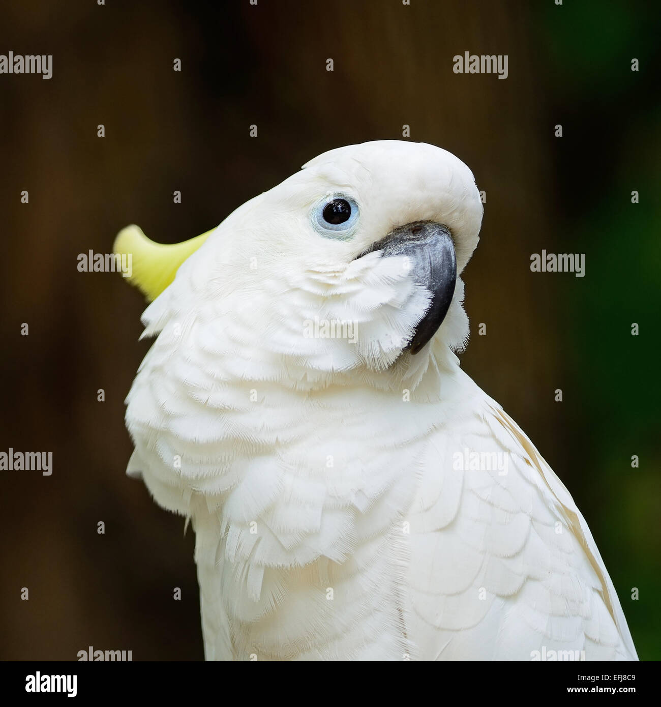 Beautiful white Cockatoo, Sulphur-crested Cockatoo (Cacatua galerita ...
