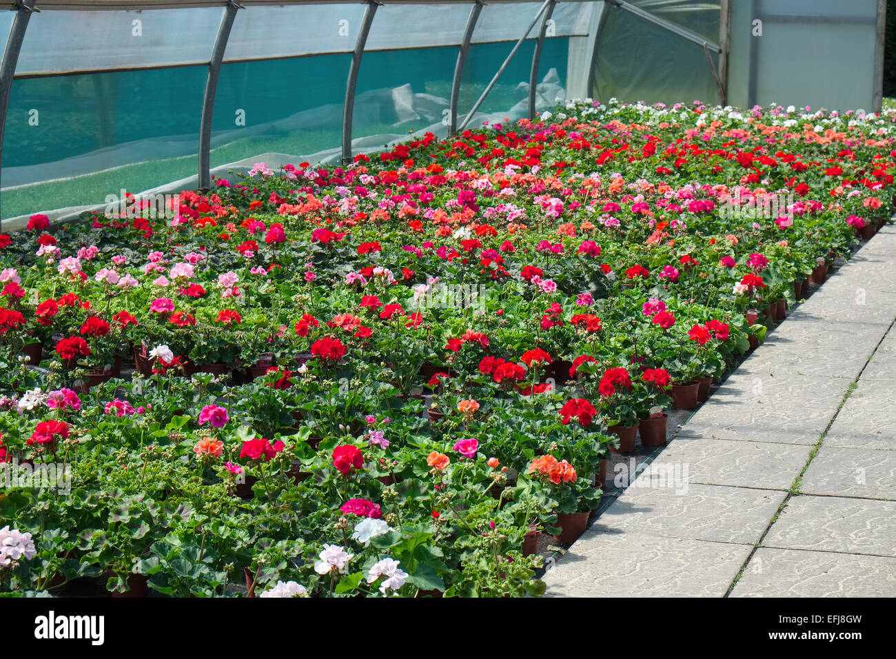 Young Geranium Plants for Sale in Polytunnel of UK Garden Center Stock ...