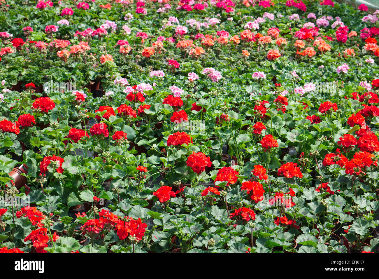 Young Geranium Plants for Sale in UK Garden Center Stock Photo - Alamy
