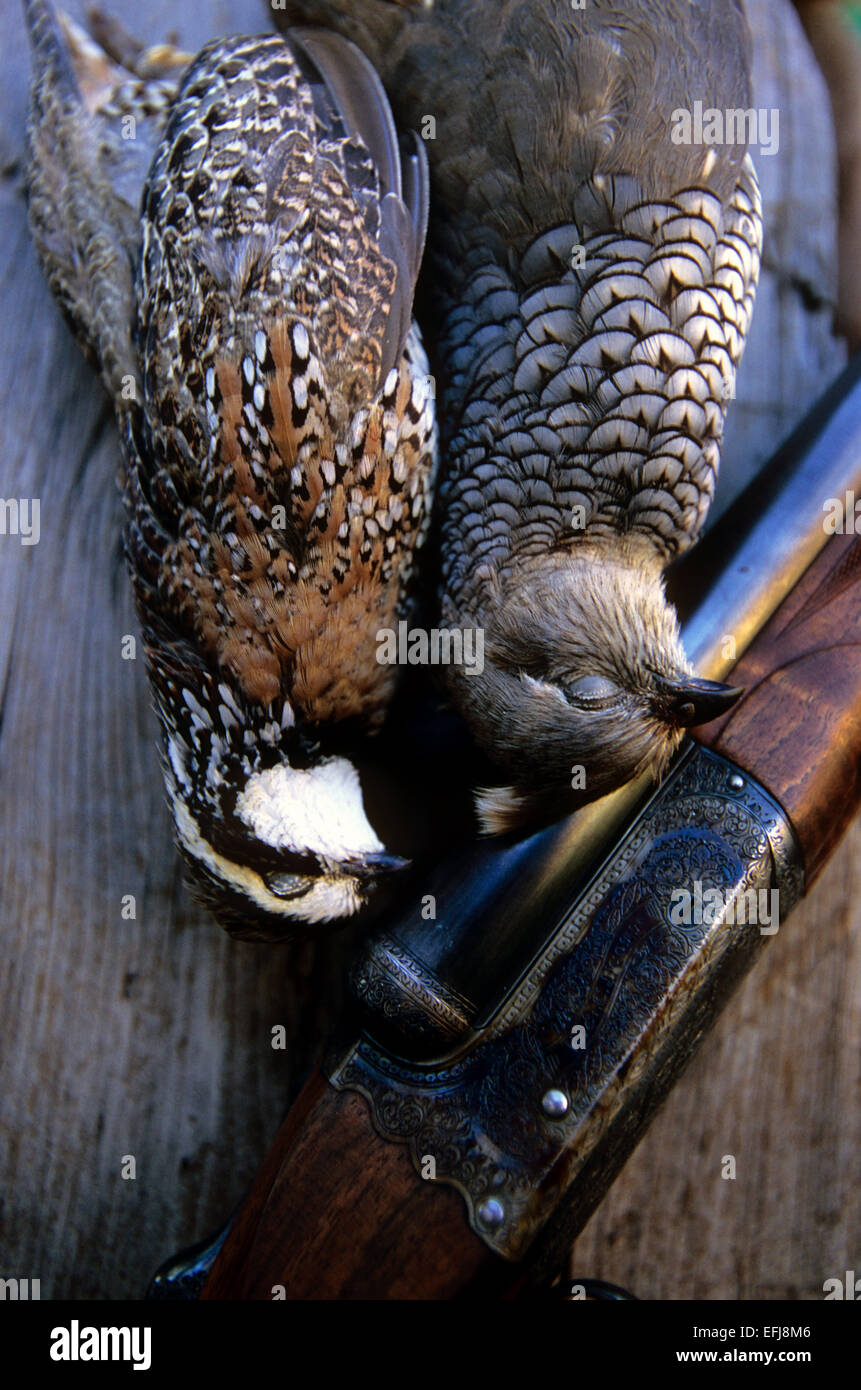 Scaled Quail Hunting