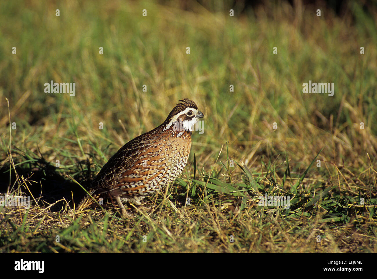 Bobwhite High Resolution Stock Photography and Images - Alamy