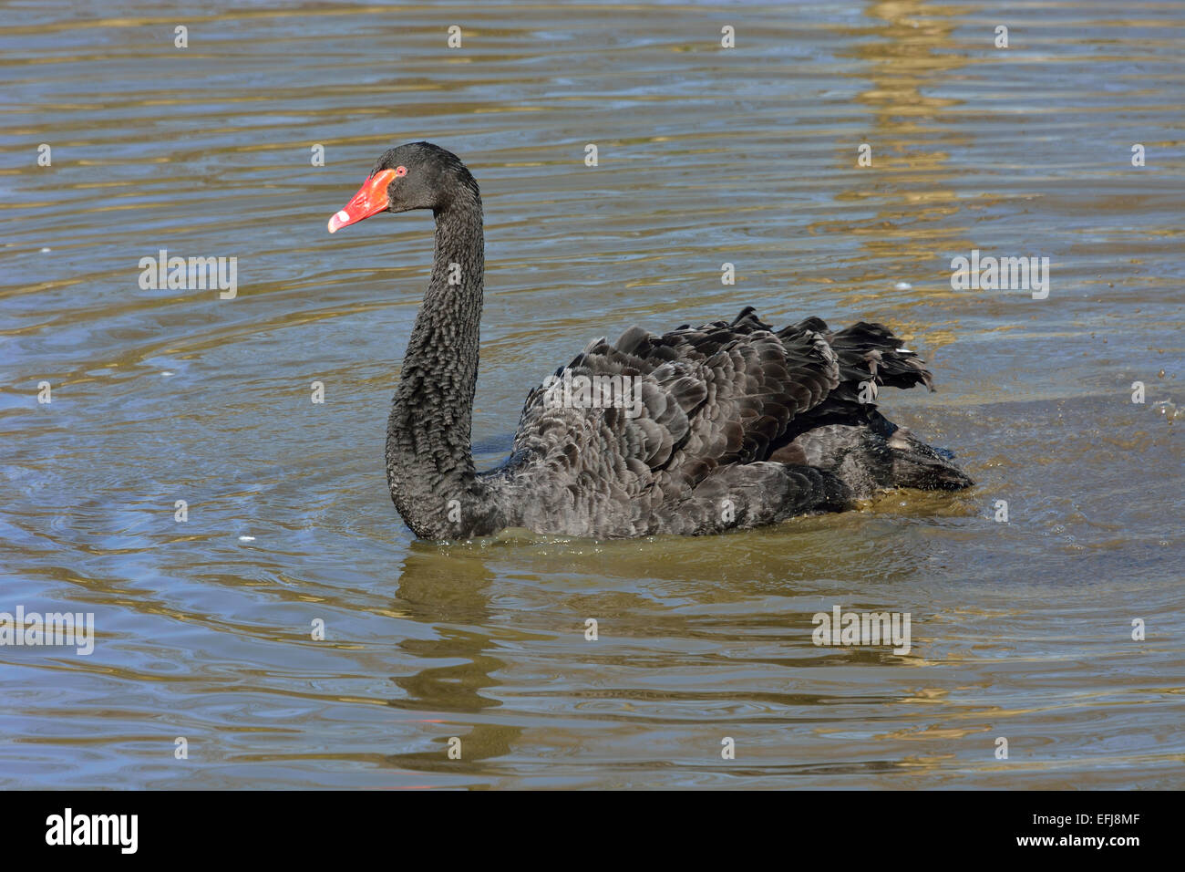 Black swan Cygnus atratus Stock Photo - Alamy