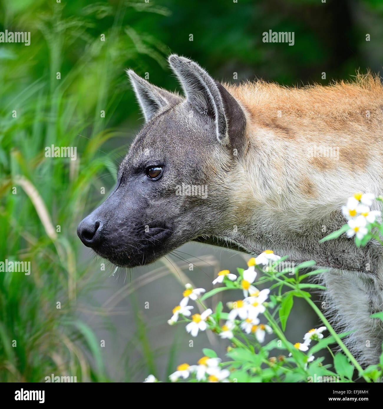 Closeup portrait image of Hyena Stock Photo - Alamy