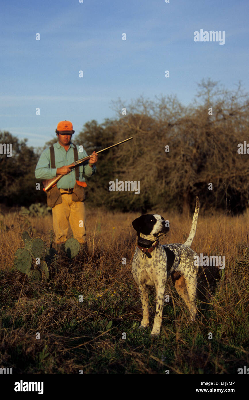 Texas quail hunter approaches an English Pointer dog pointing a covey ...