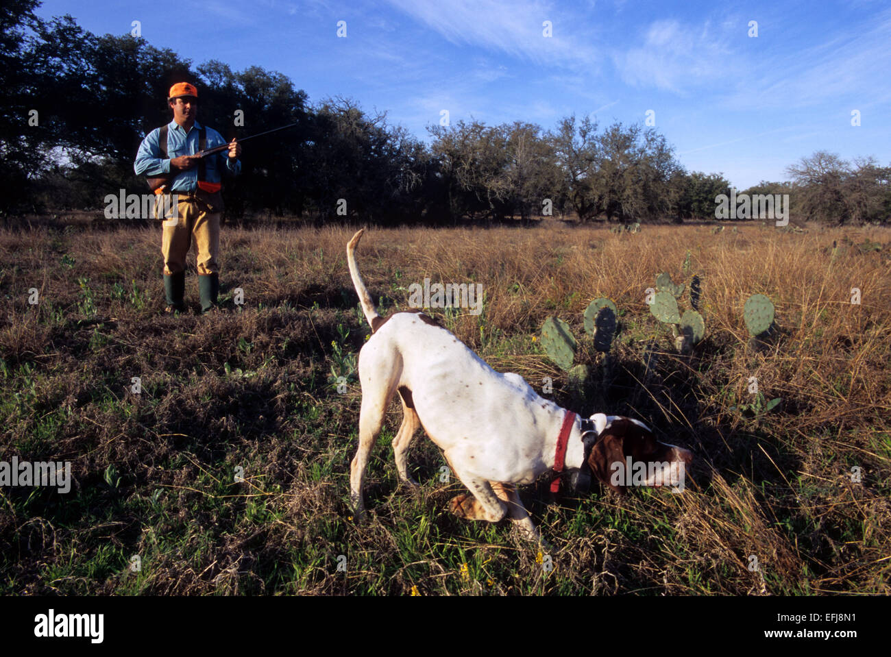 Texas quail hunter approaches an English Pointer dog pointing a covey ...