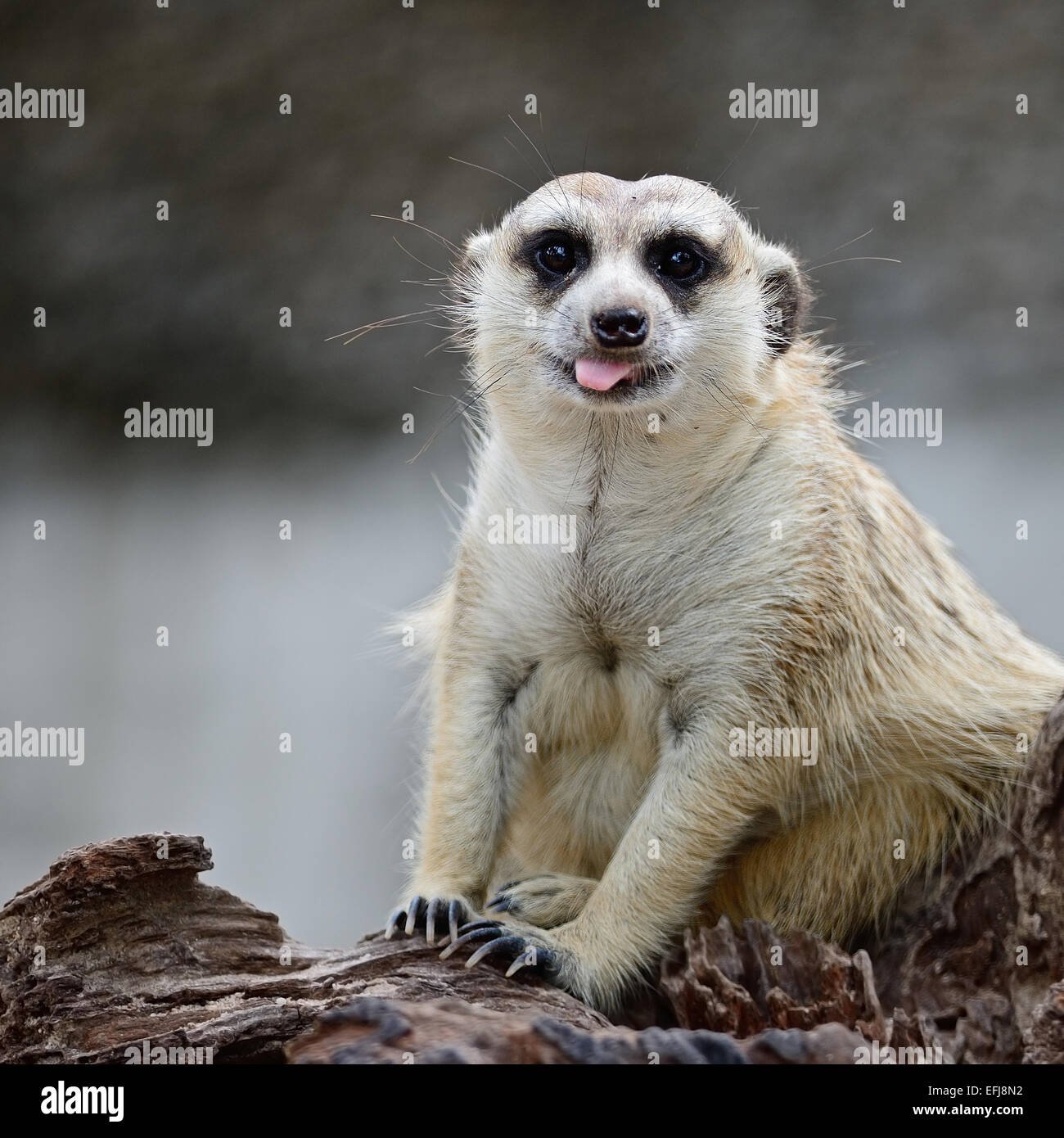 Cute Suricate or Meerkat (Suricata suricatta), sitting on the log Stock ...