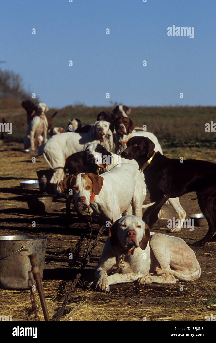 Huntings dogs resting on their chains while quail hunting near Coleman ...