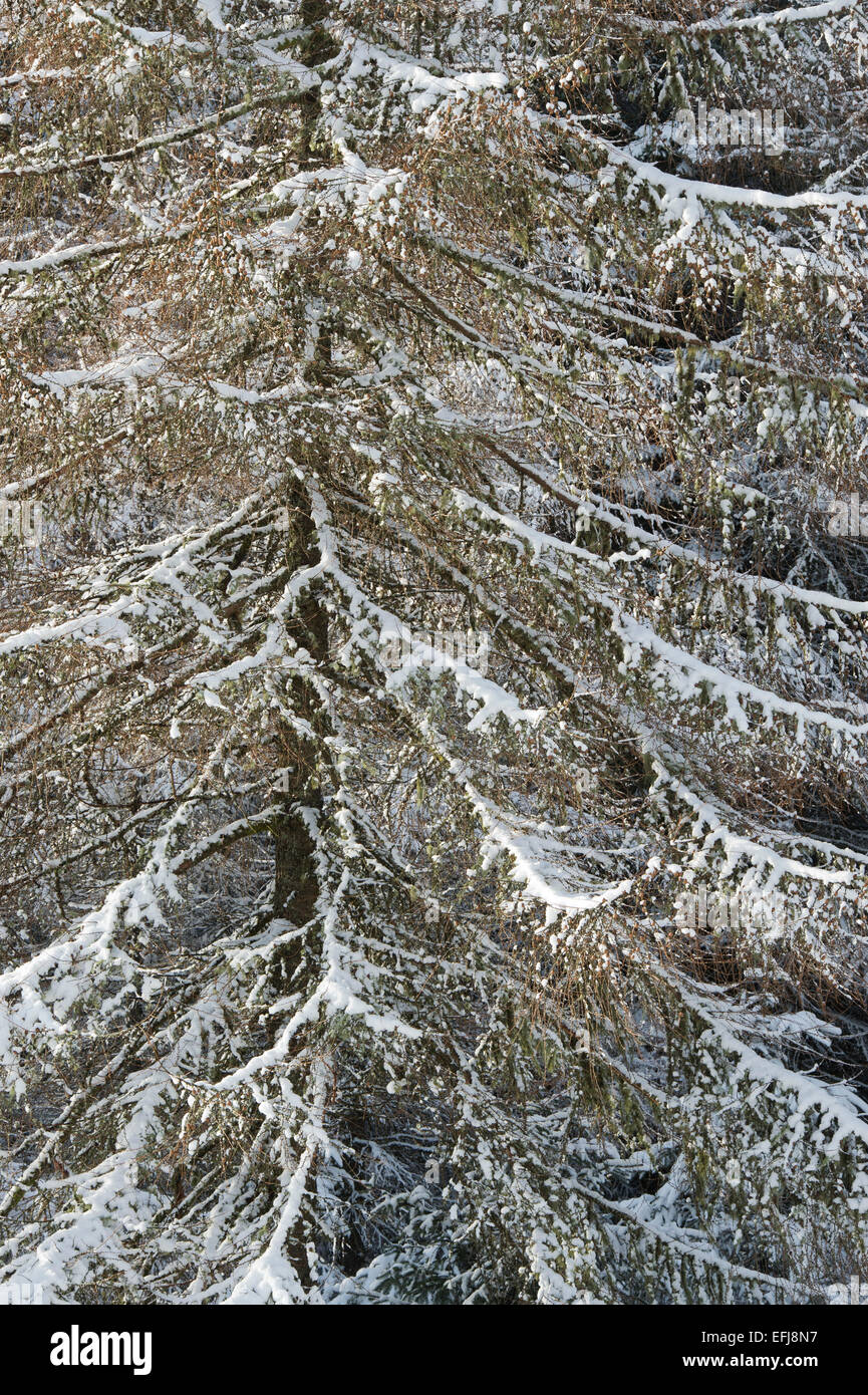 Larch tree scotland hi-res stock photography and images - Alamy
