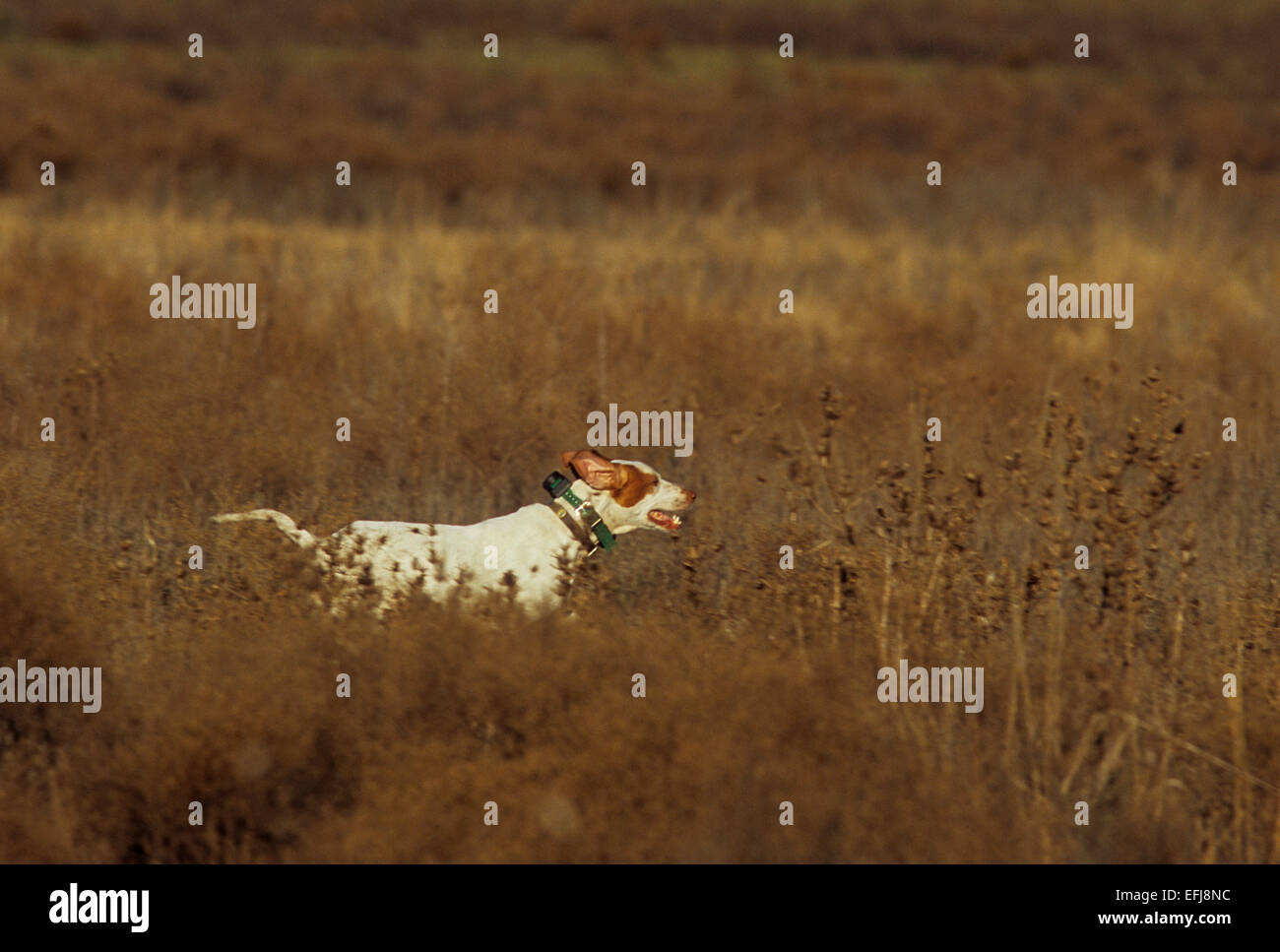 English pointer hi-res stock photography and images - Alamy