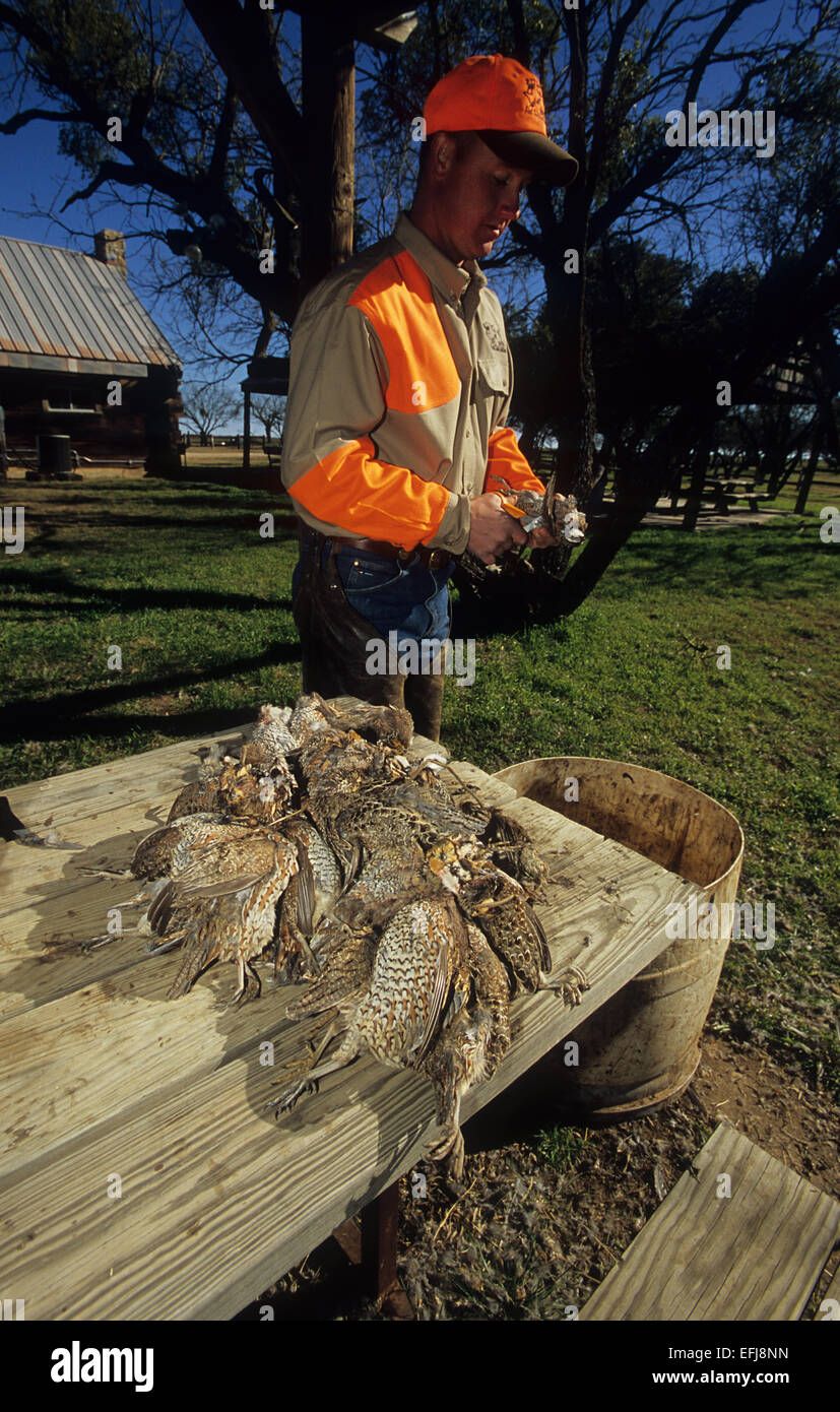 A Texas quail hunter cleans Bobwhite quail (Colinus virginianus) while ...