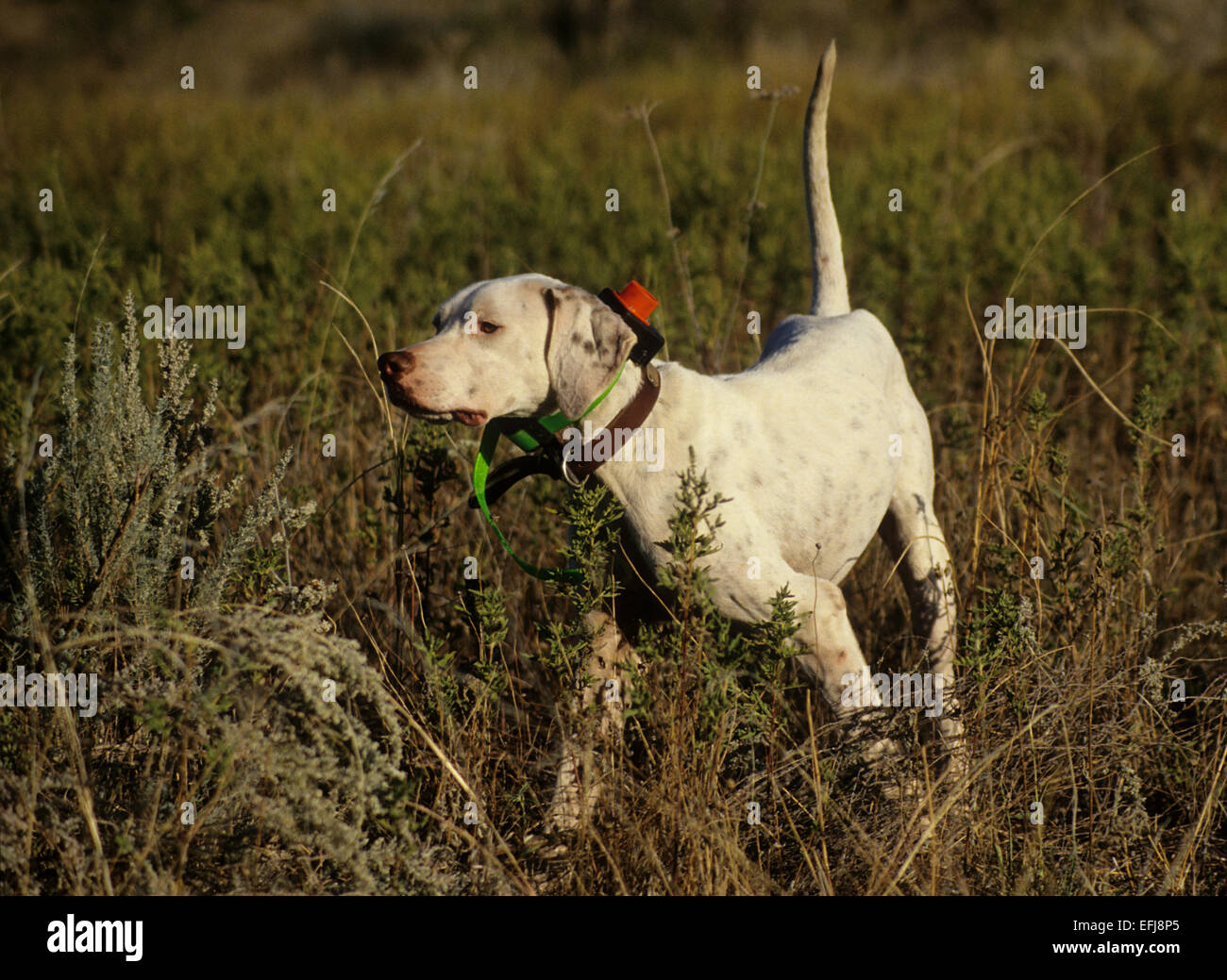 English Pointer Hunting