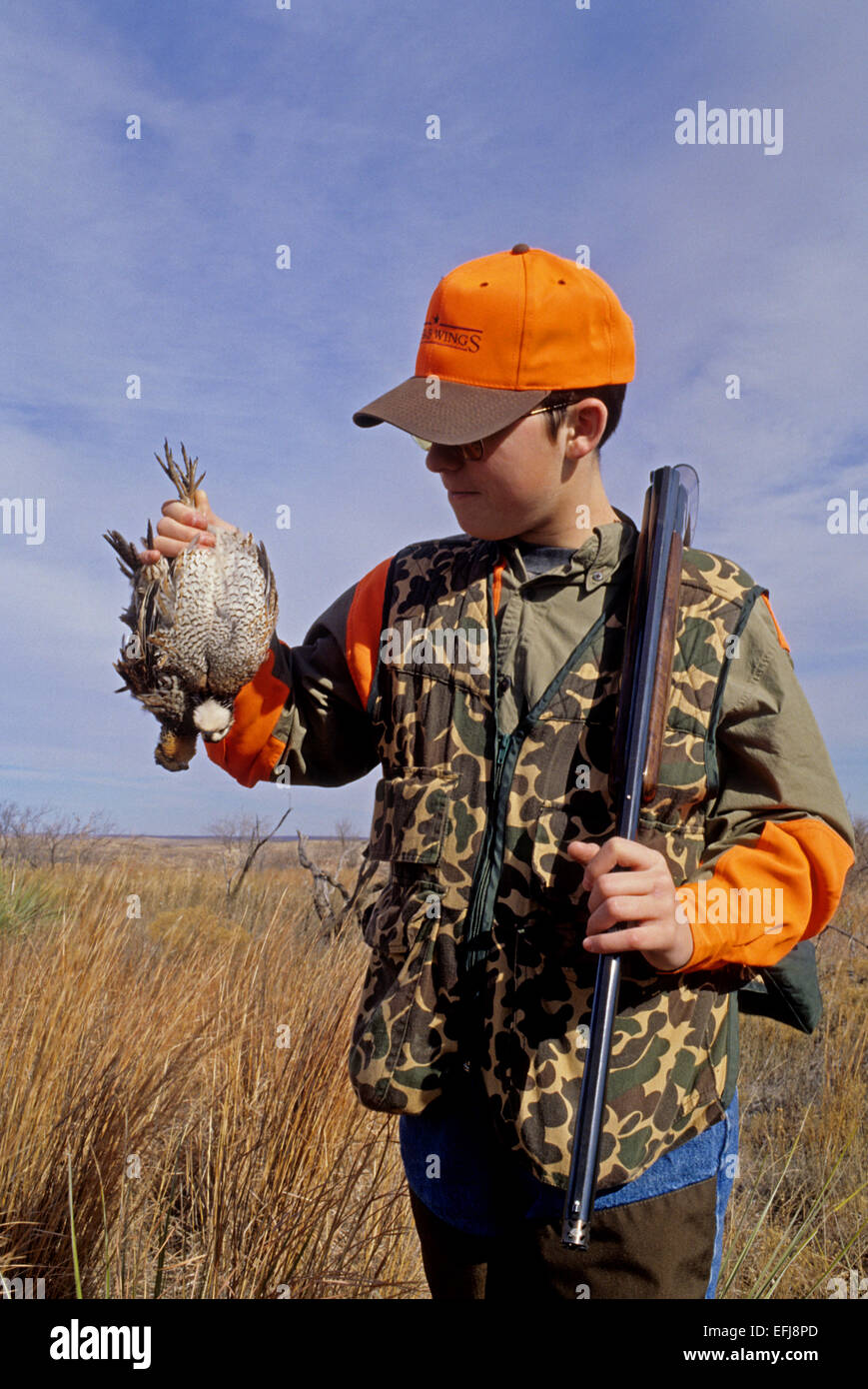 A you boy quail hunter holding Bobwhite quail (Colinus virginianus ...