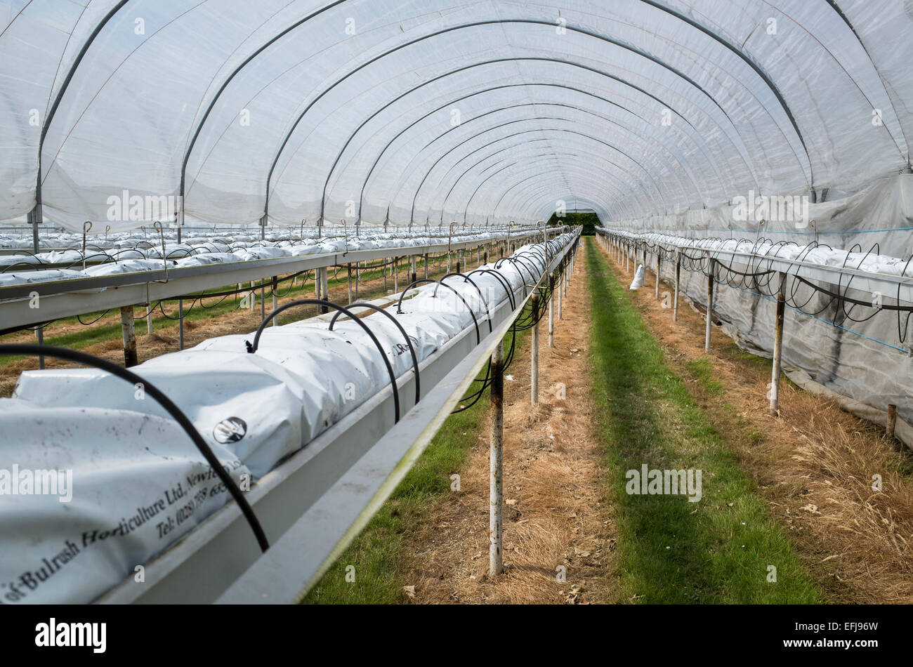 Raised Hydroponic Growbags in Polytunnel before Planting with ...