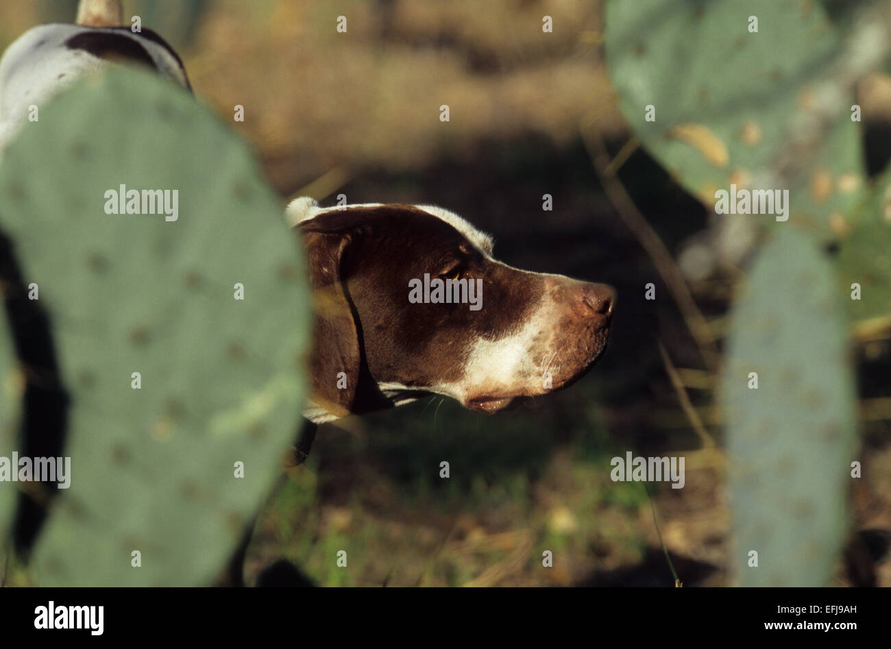 English pointer hunting dog pointing a covey of quail on a hunt in West ...