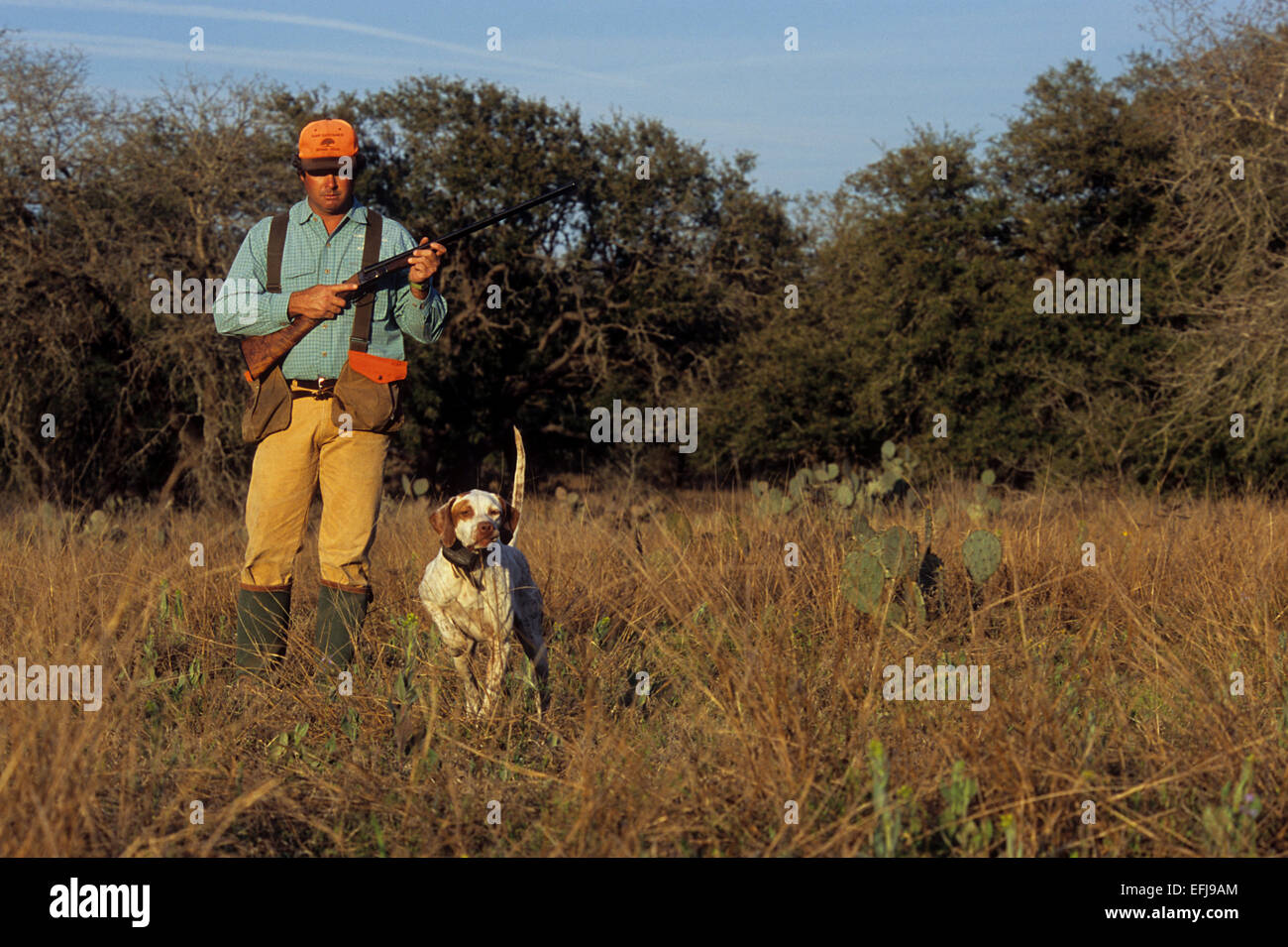 Texas quail hunter approaches an English Pointer dog pointing a covey ...