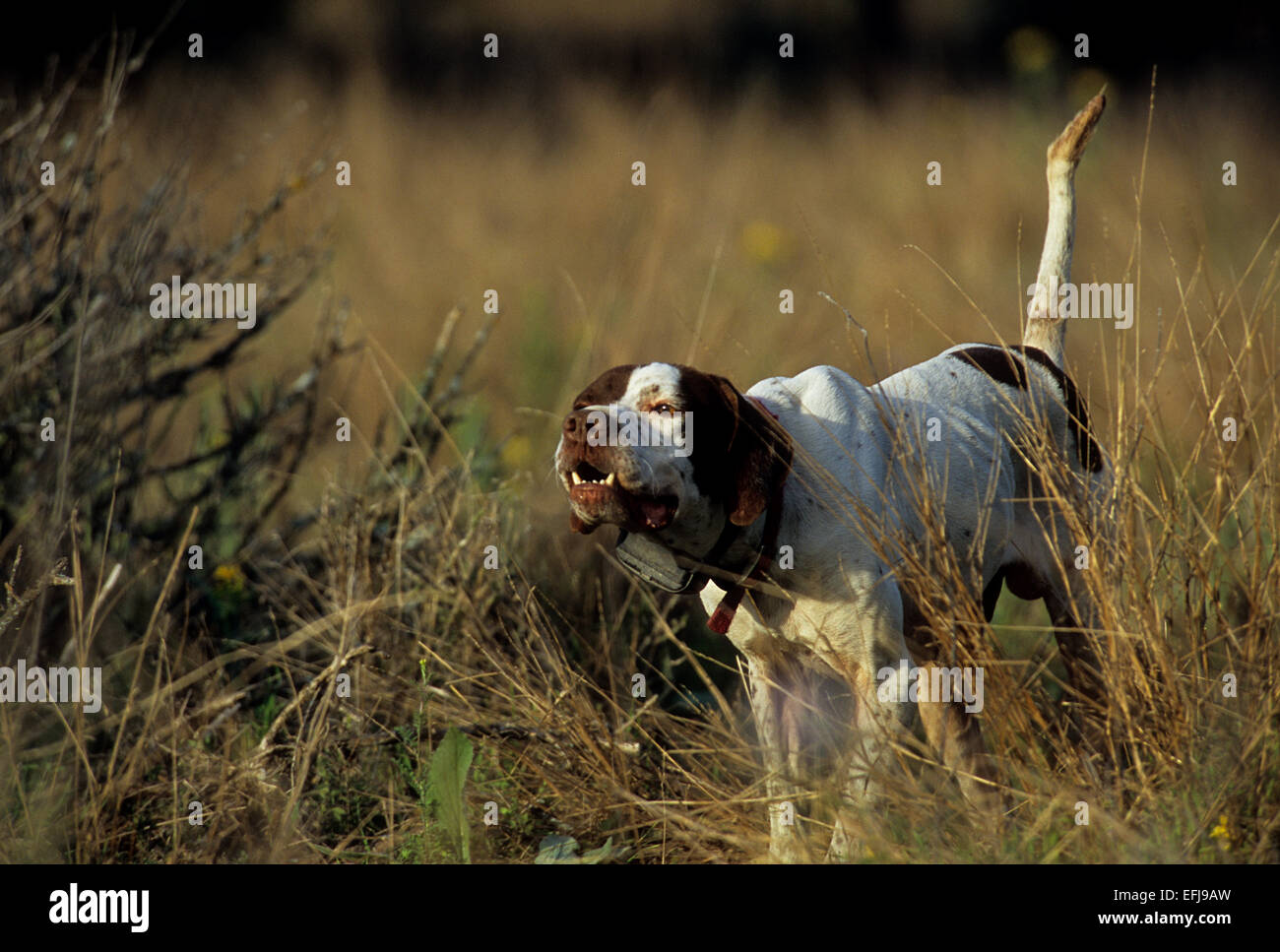 English pointer hunting dog pointing a covey of quail on a hunt in West ...