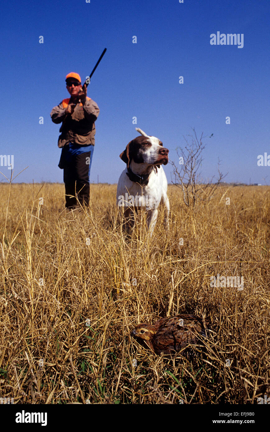 Texas quail hunter approaches an English Pointer dog pointing a live ...