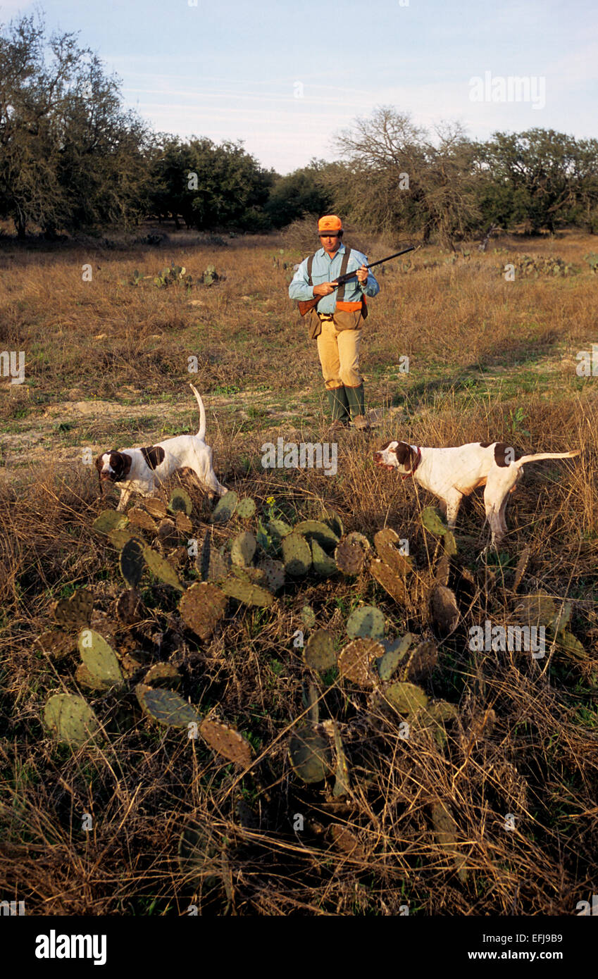 Texas quail hunter approaches two English Pointer dogs pointing a covey ...