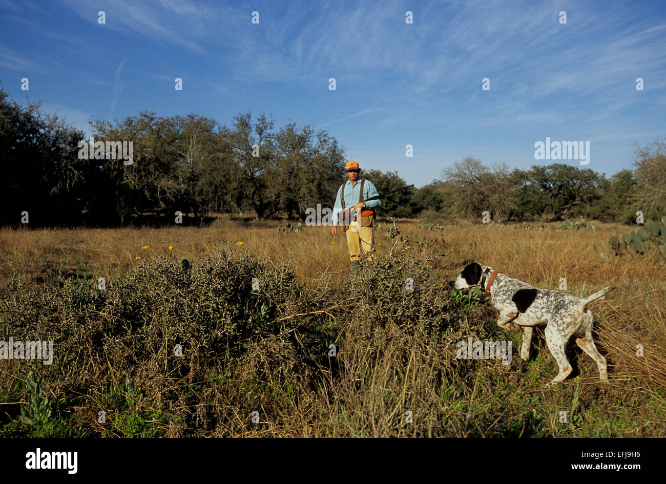 Texas quail hunter approaches an English Pointer dog pointing a covey ...