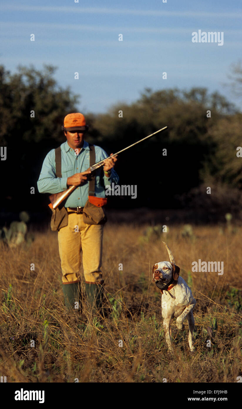 Texas quail hunter approaches an English Pointer dog pointing a covey ...