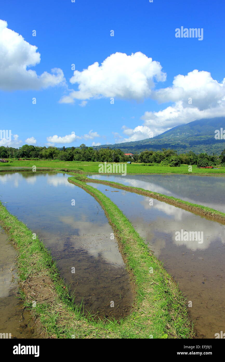 rice field landscape Stock Photo - Alamy